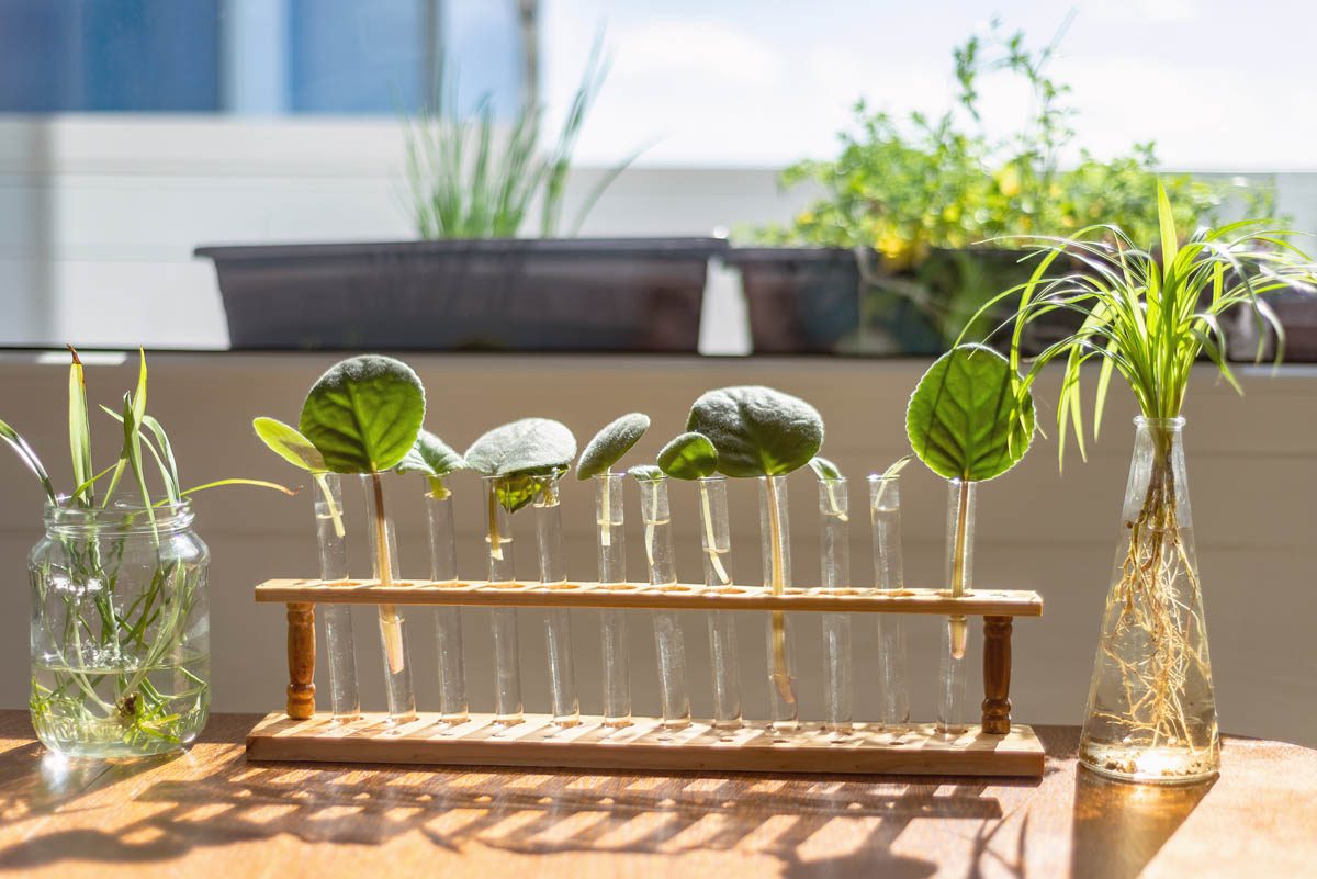 Propagating Plants In Water Botany World